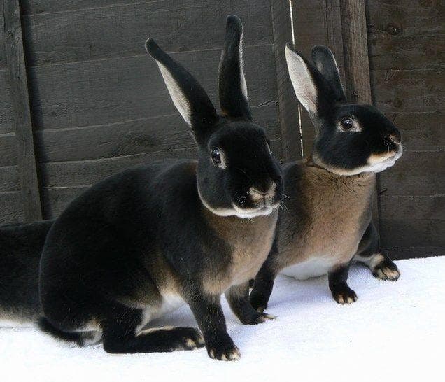 19 Photos Of Black Animals You Had No Idea You Could Even Be Black