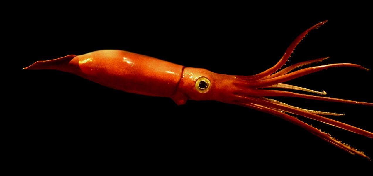 14 Fascinating Animal Brains That Are Borderline Unbelievable