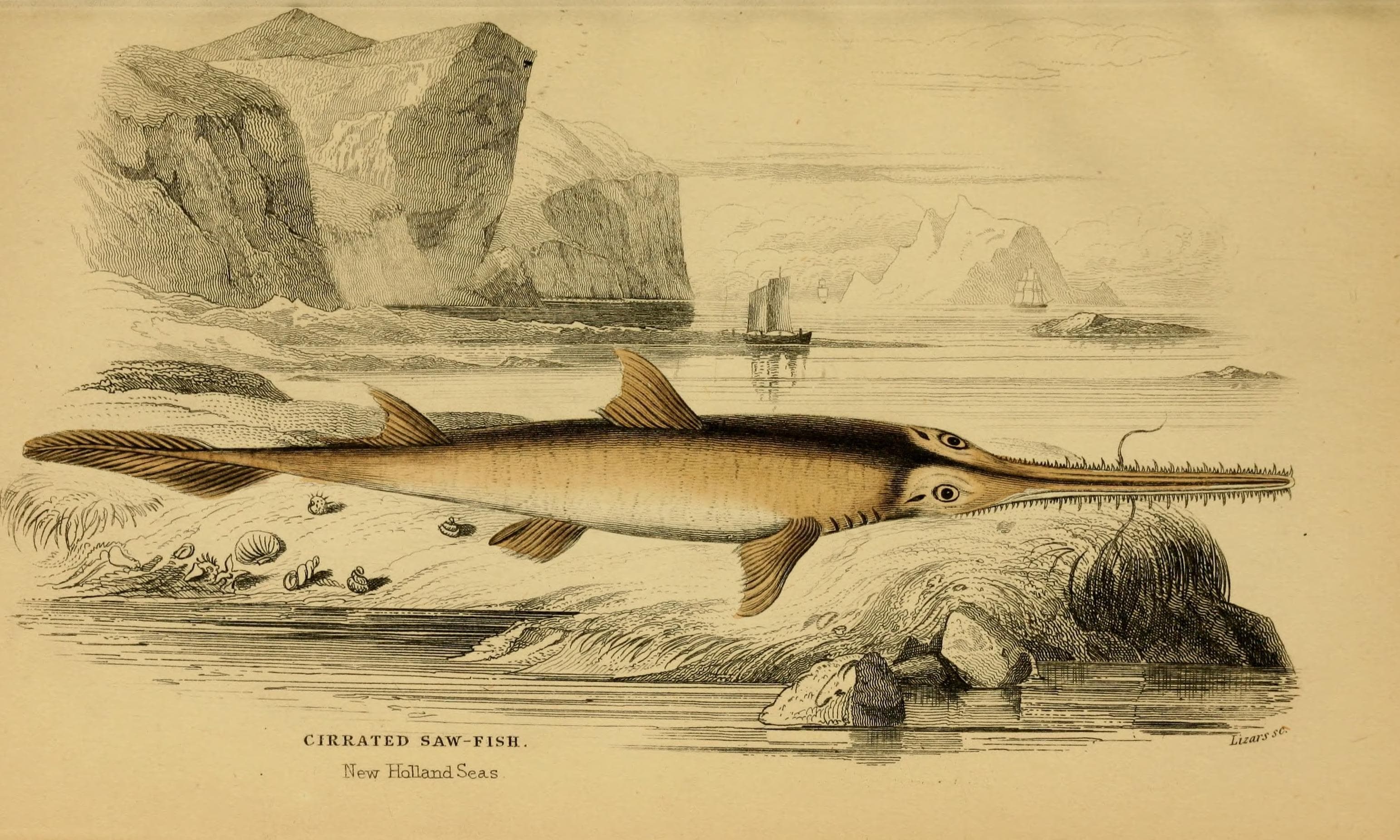 Complete List Of Extinct Sharks, From the Meg to the Otodus