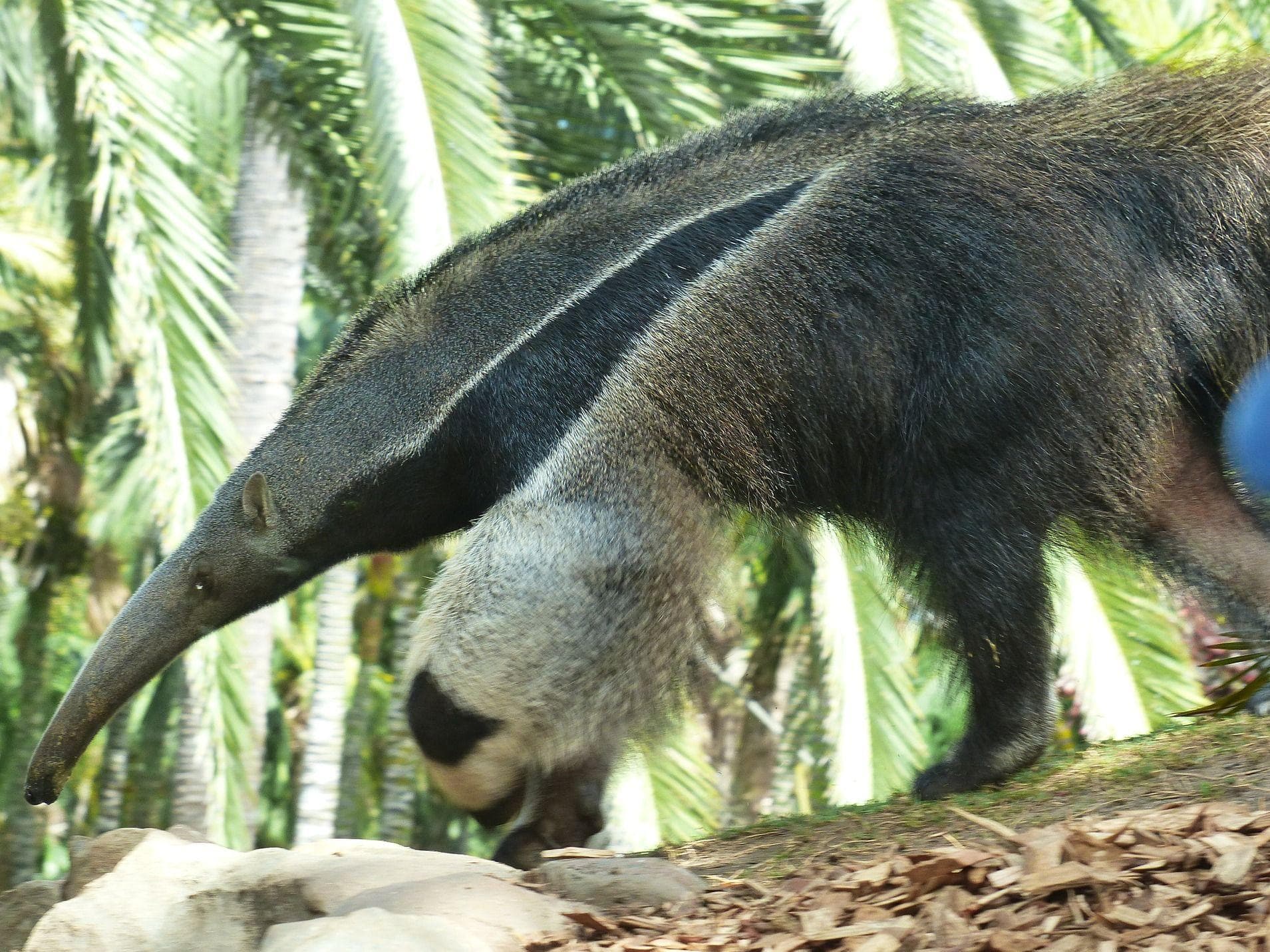 28 Cute Animals That Are Actually Violent and Dangerous