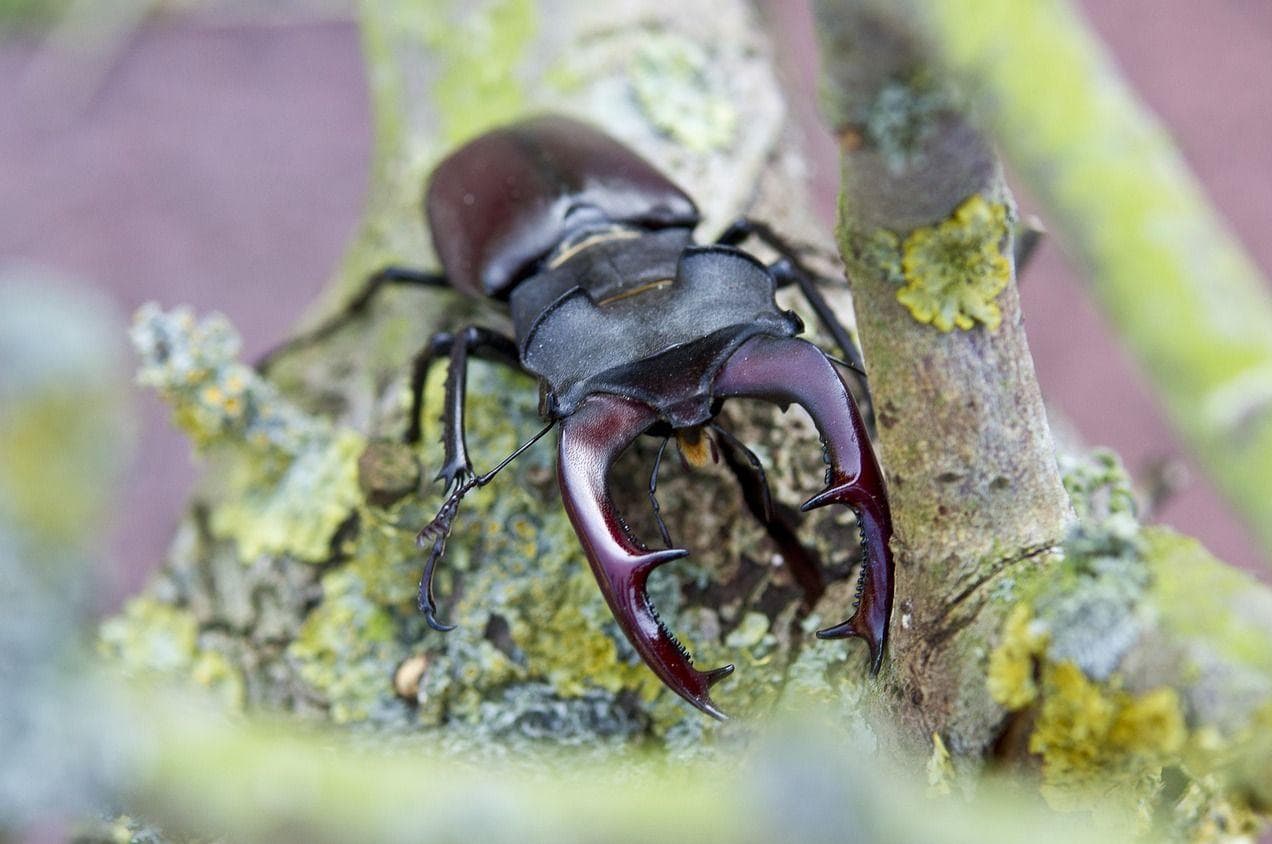 13 Creatures With The Most Horrifying Mandibles