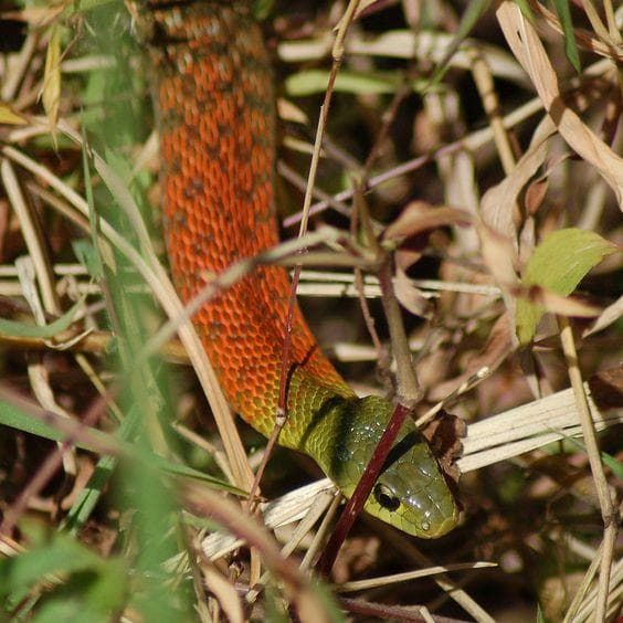 21 Of The Most Venomous & Poisonous Snakes In The World