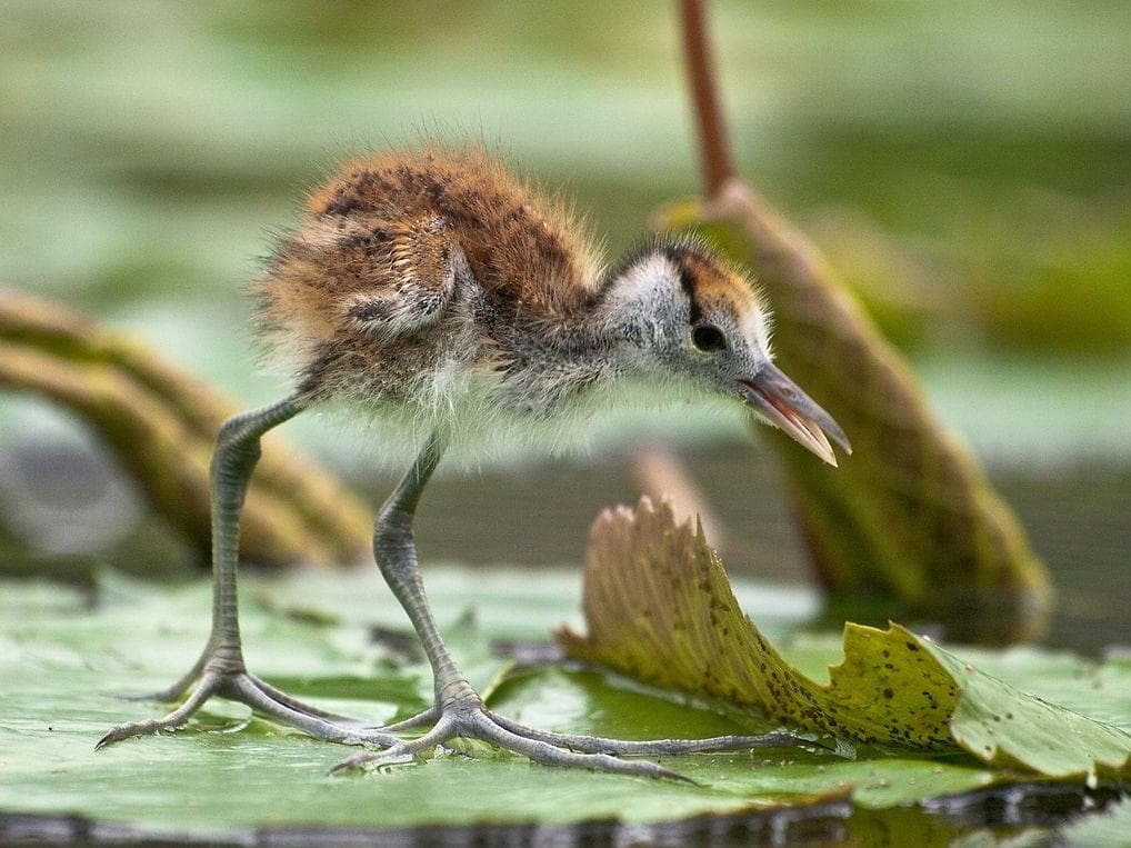 Weird Animal Feet You Have To See To Believe