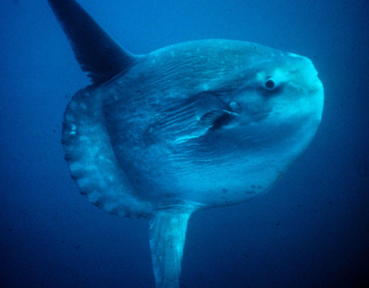 21 Of The Most Poisonous Sea Creatures and Deadly Ocean Animals