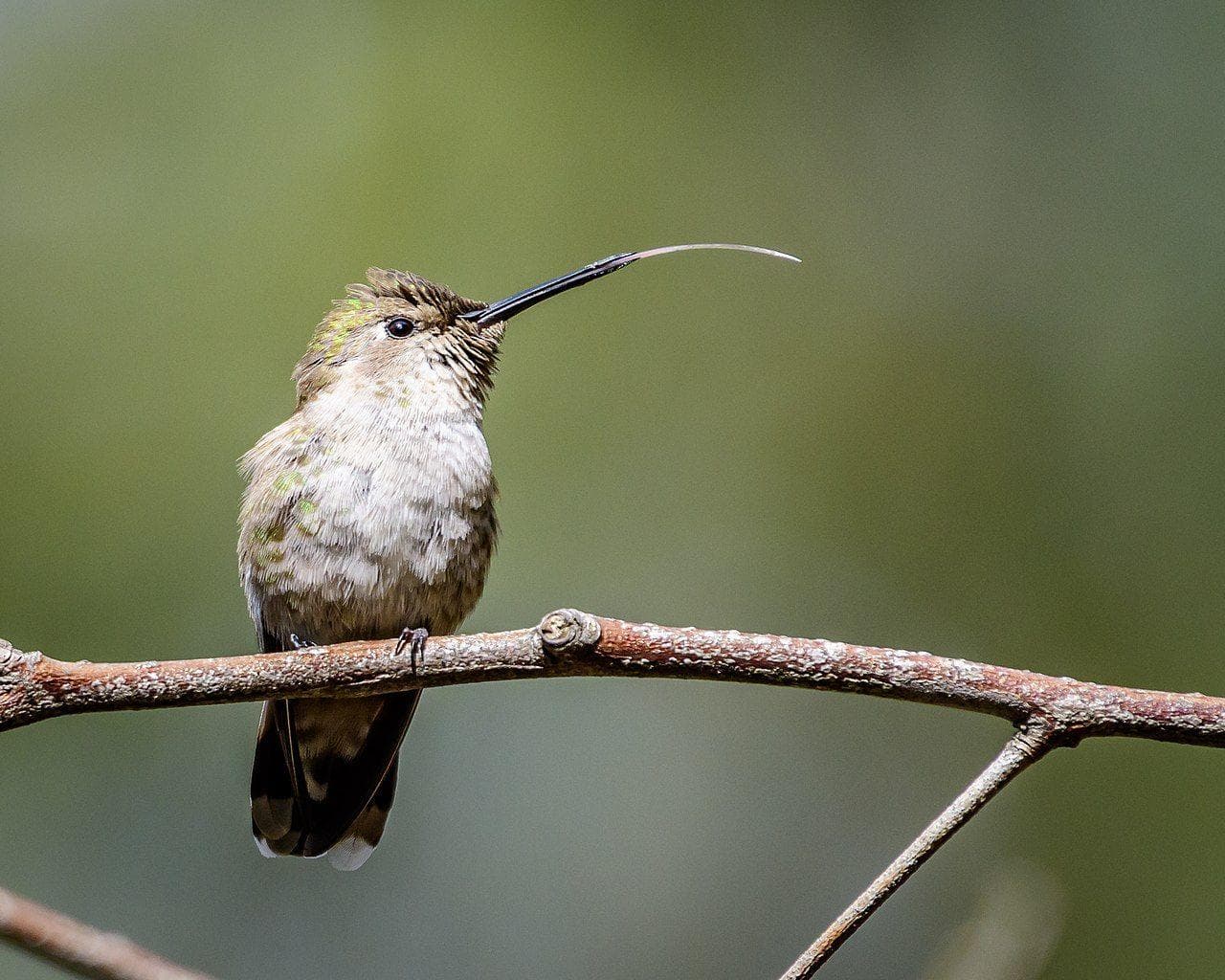 The Fastest Animals In The World