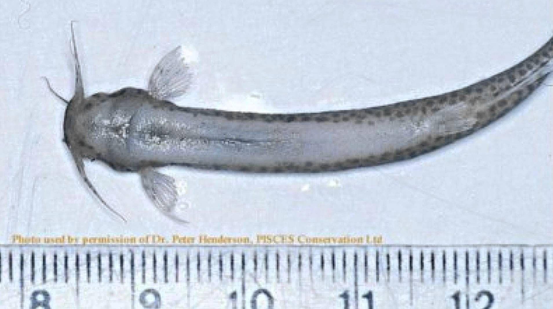 Scariest Types of Fish | List of Scary Fish Species