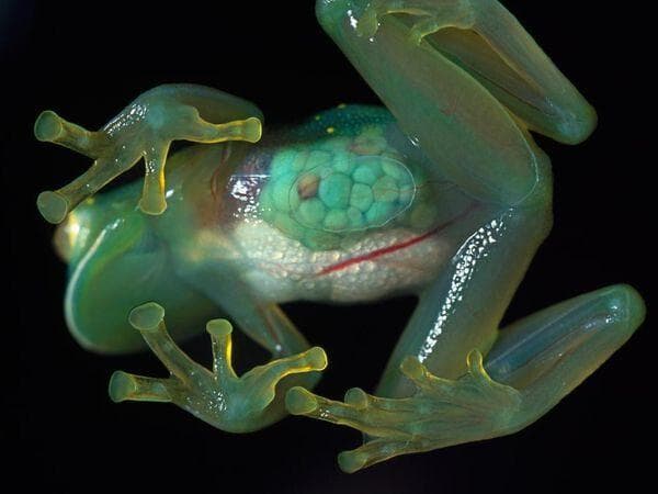 10 Real Transparent Animals You Can Literally See Inside