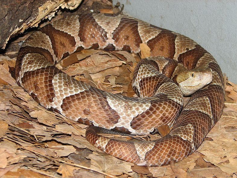13 Deadly Animals in Texas That Can Easily Kill You