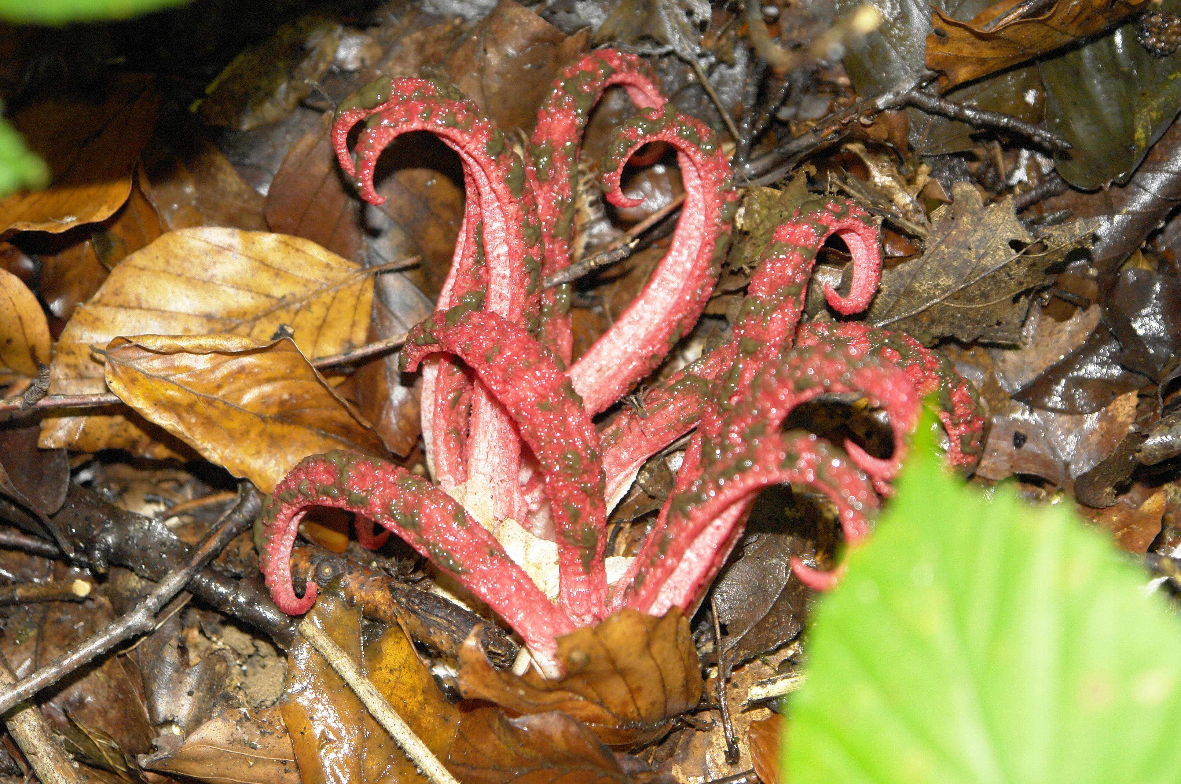 17 Plants That Look Exactly Like Animals