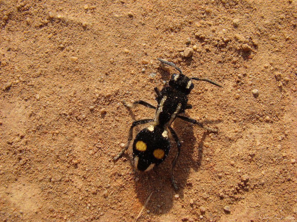 Weirdest Animals: List of Amazing Creatures