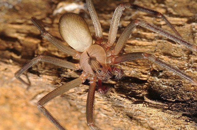 Deadly Spiders, Ranked By How Fast Their Venom Will Kill You