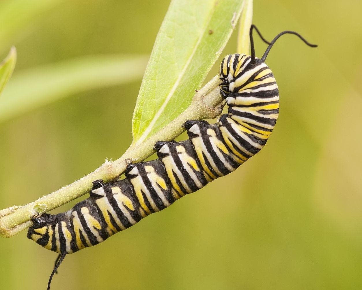 12 Poisonous Caterpillars That Will Actually Kill You