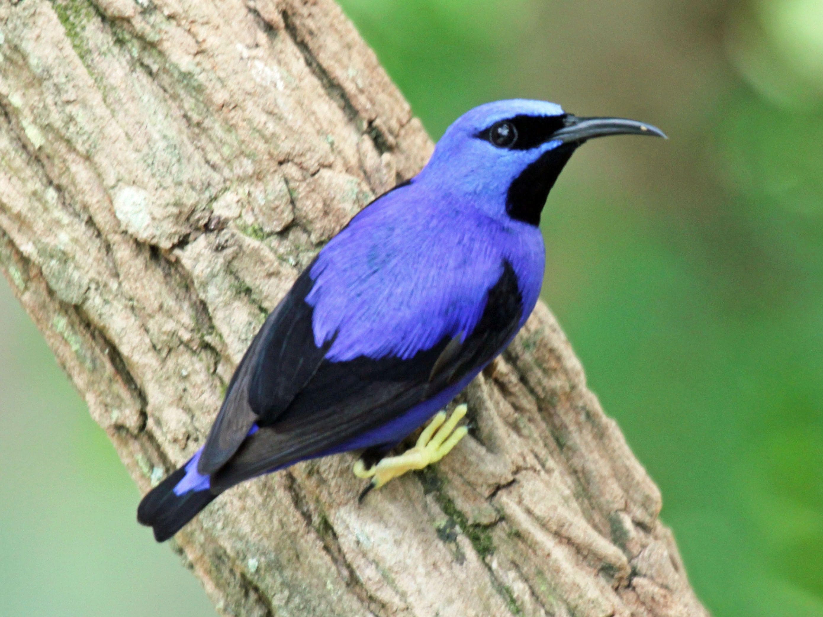 The 17 Weirdest And Scariest Bird Beaks