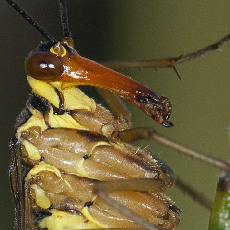 13 Creatures With The Most Horrifying Mandibles