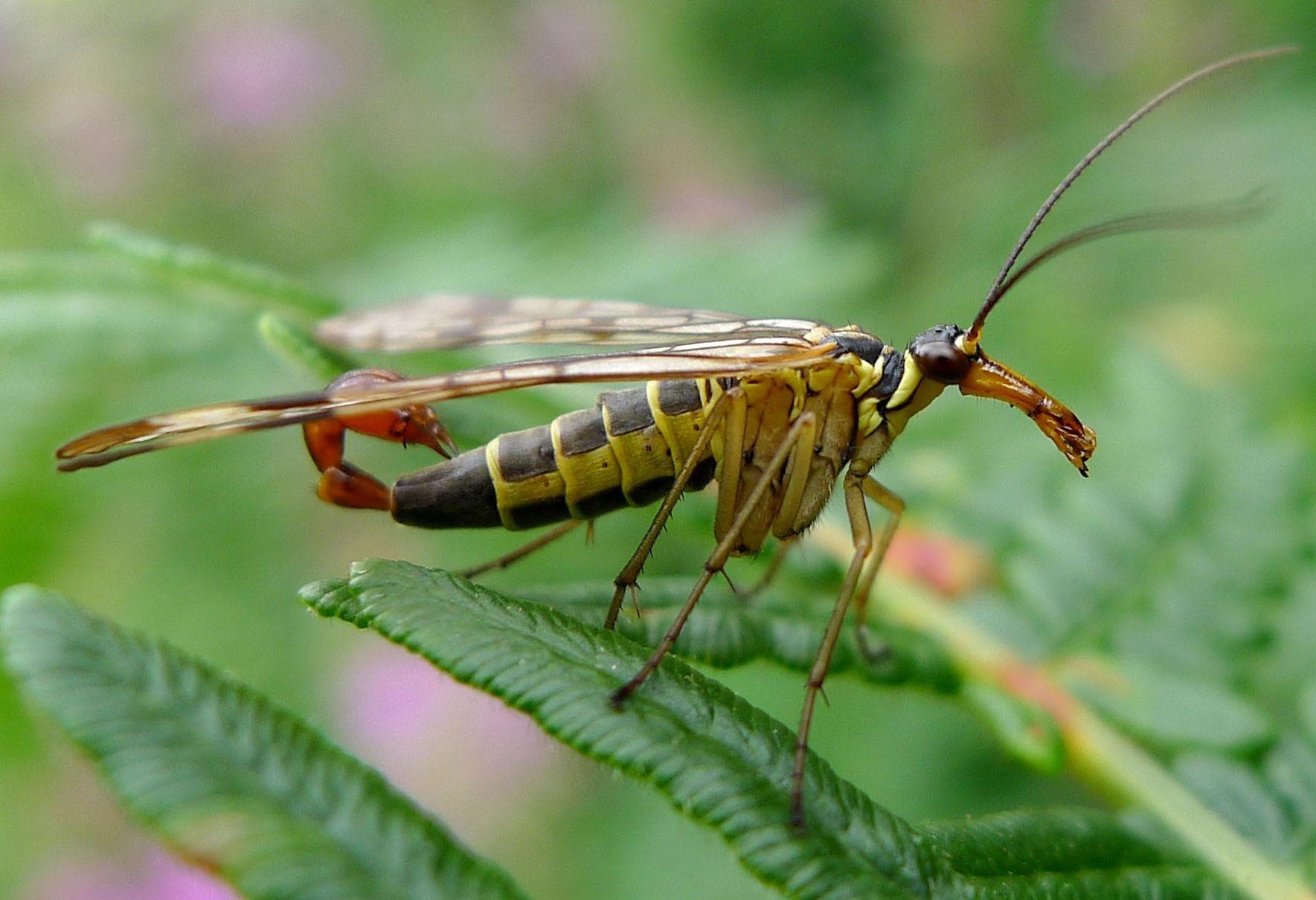 22 Rare Animals So Unique They Almost Look Fake