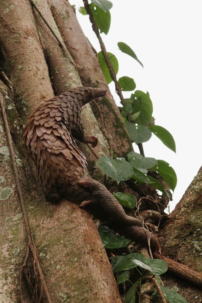 Cute Animal Parents | Photos of Mother and Baby Animals
