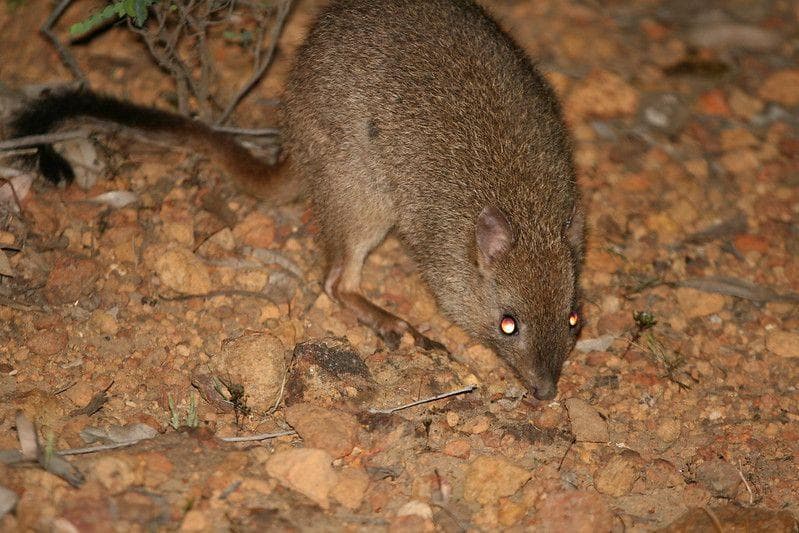 25 Interesting Facts About Marsupials