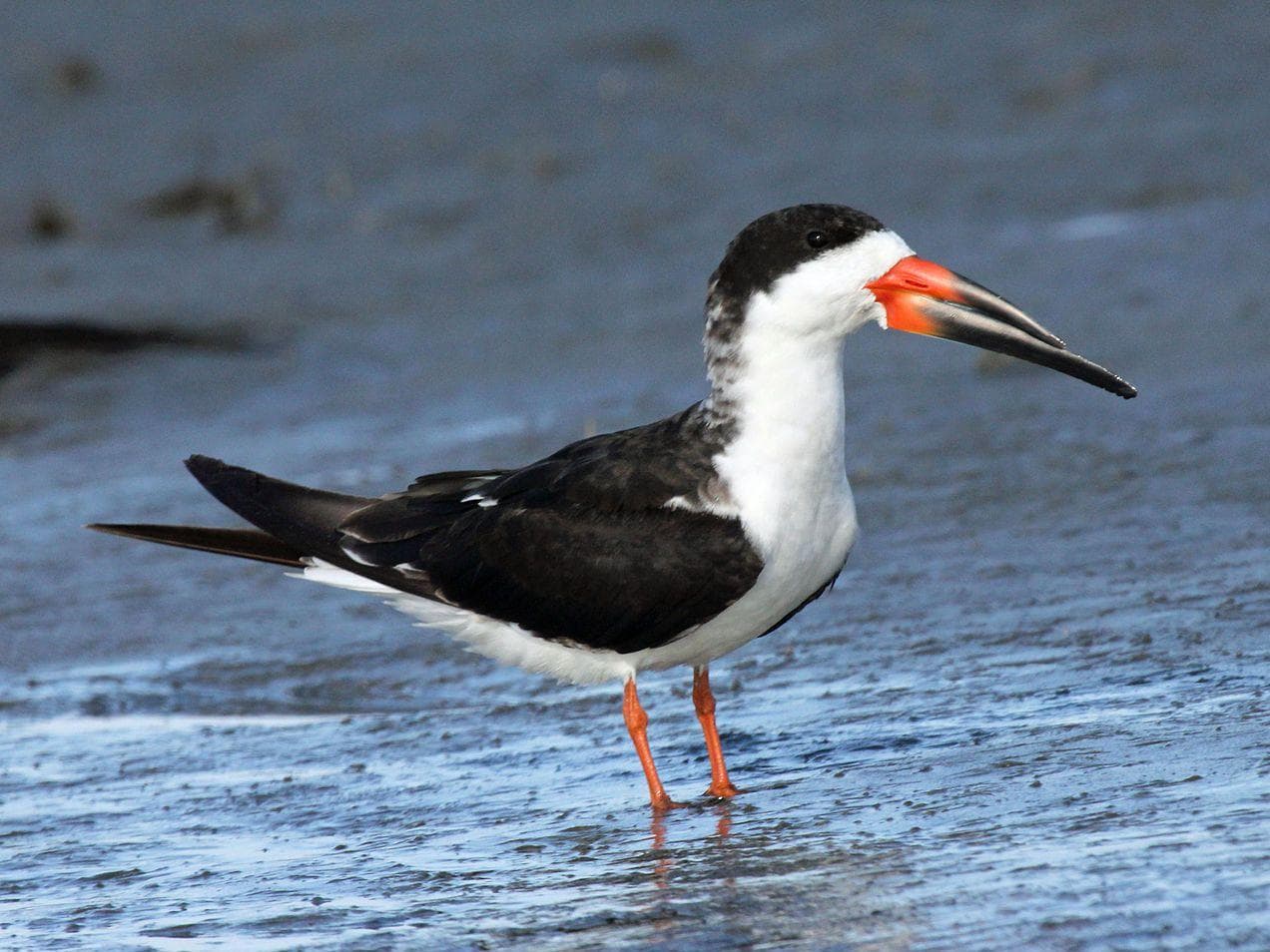 17 Birds That Have Truly Weird Beaks (Photos)