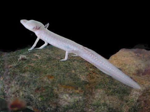 18 Creepy Eyeless Animals That Are Subtly Horrifying