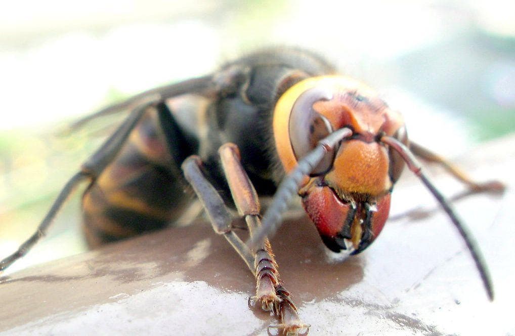 13 Creatures With The Most Horrifying Mandibles