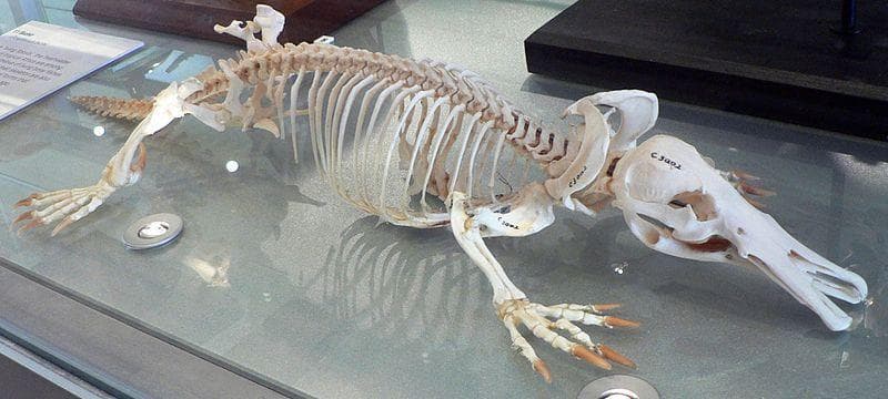 Wild-Looking Animal Skeletons That Made Us Say 'Whoa'