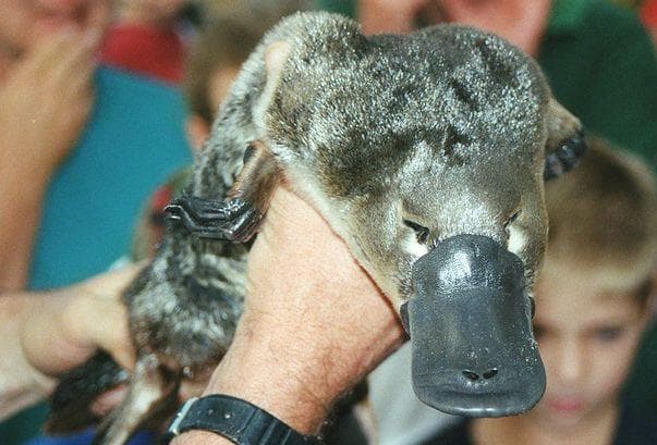 22 Rare Animals So Unique They Almost Look Fake