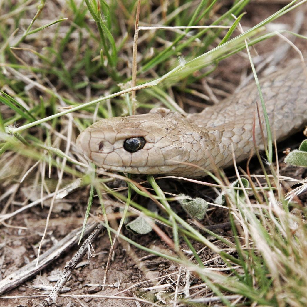21 Of The Most Venomous & Poisonous Snakes In The World
