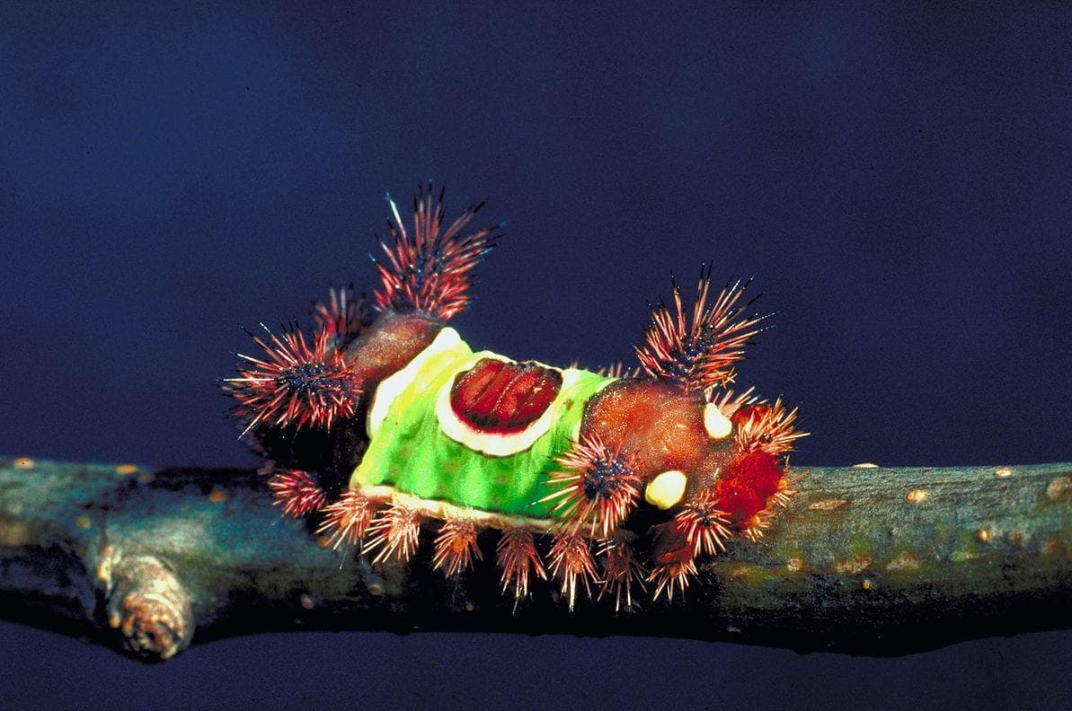 The Scariest Types of Insects | List of Scary Bug Species