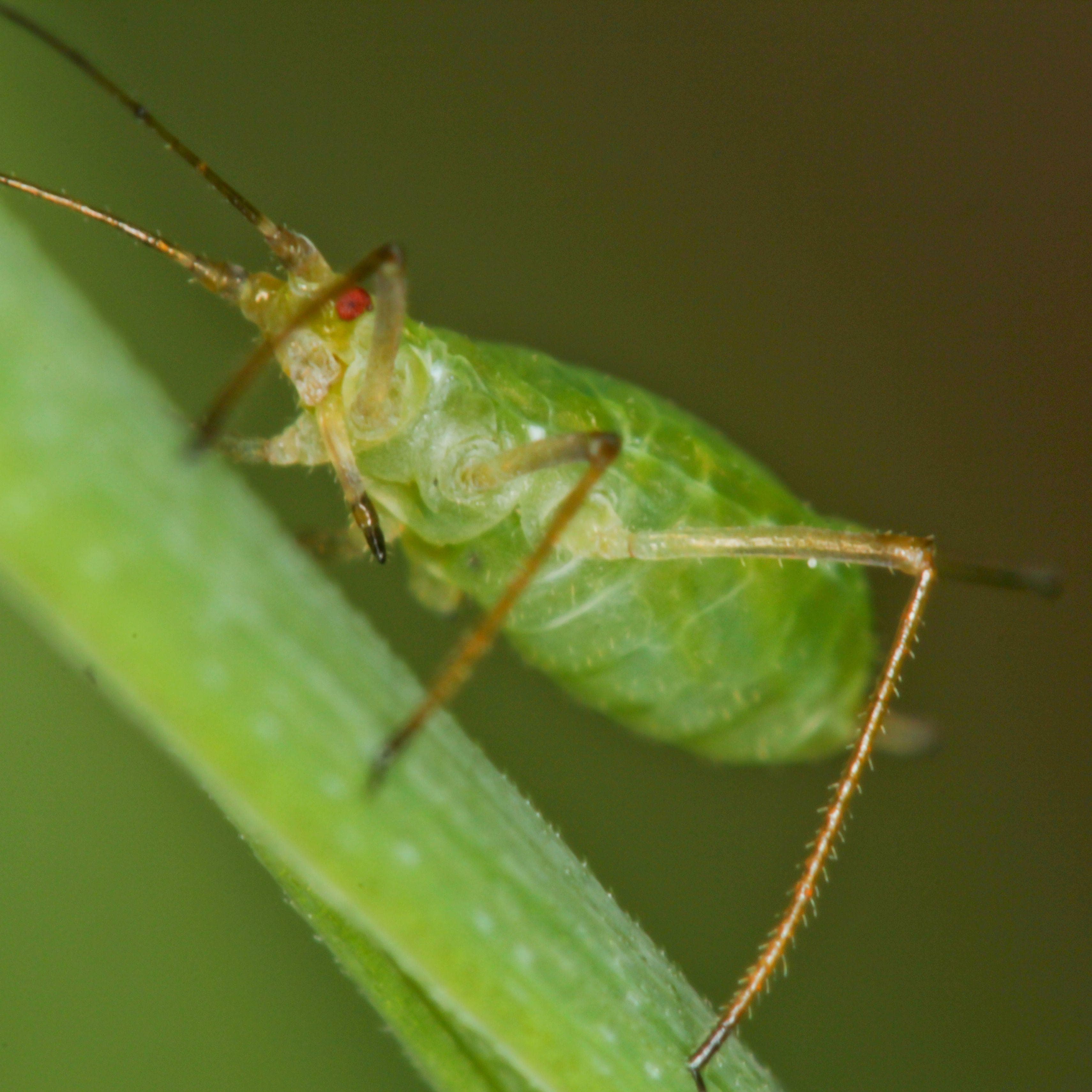12 Common Bugs You Didn't Know You Were Eating