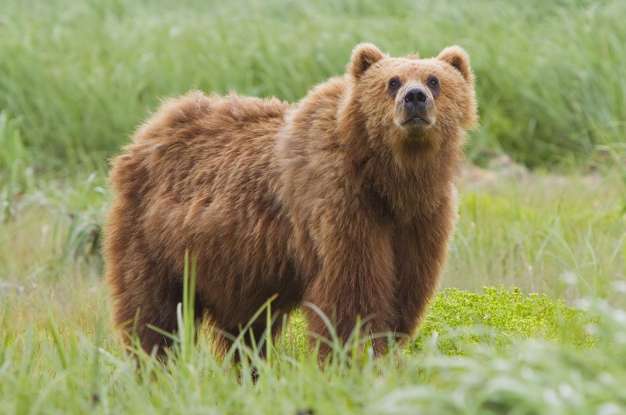 Scariest Bears List | Types of Dangerous Bear Species