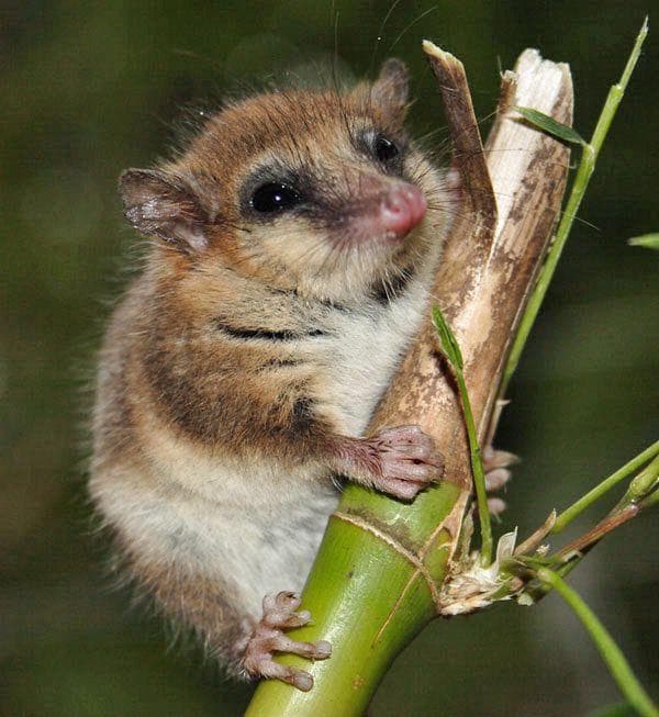 25 Interesting Facts About Marsupials