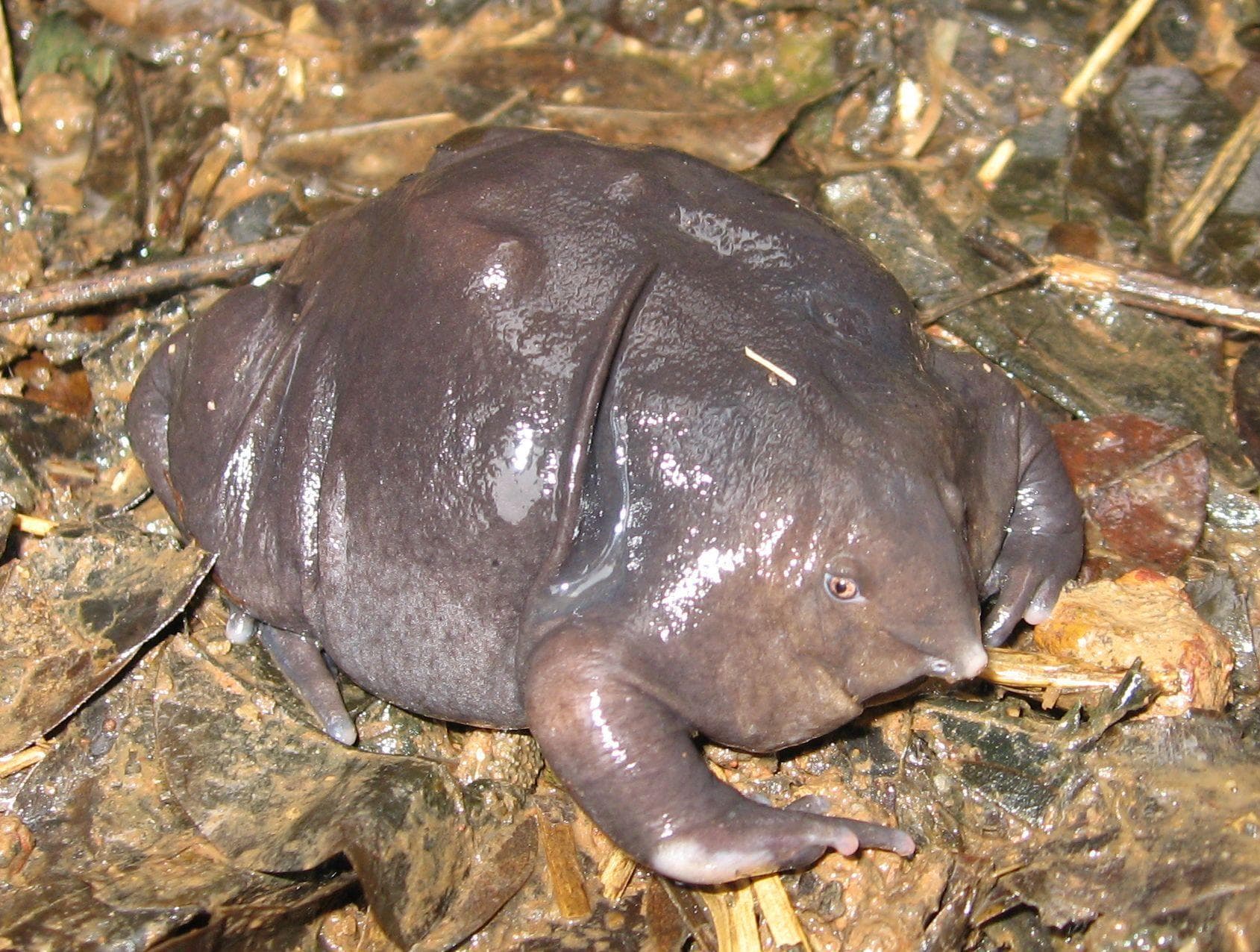 22 Rare Animals So Unique They Almost Look Fake