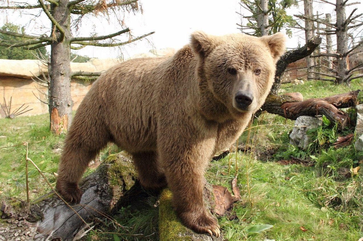 Scariest Bears List | Types of Dangerous Bear Species