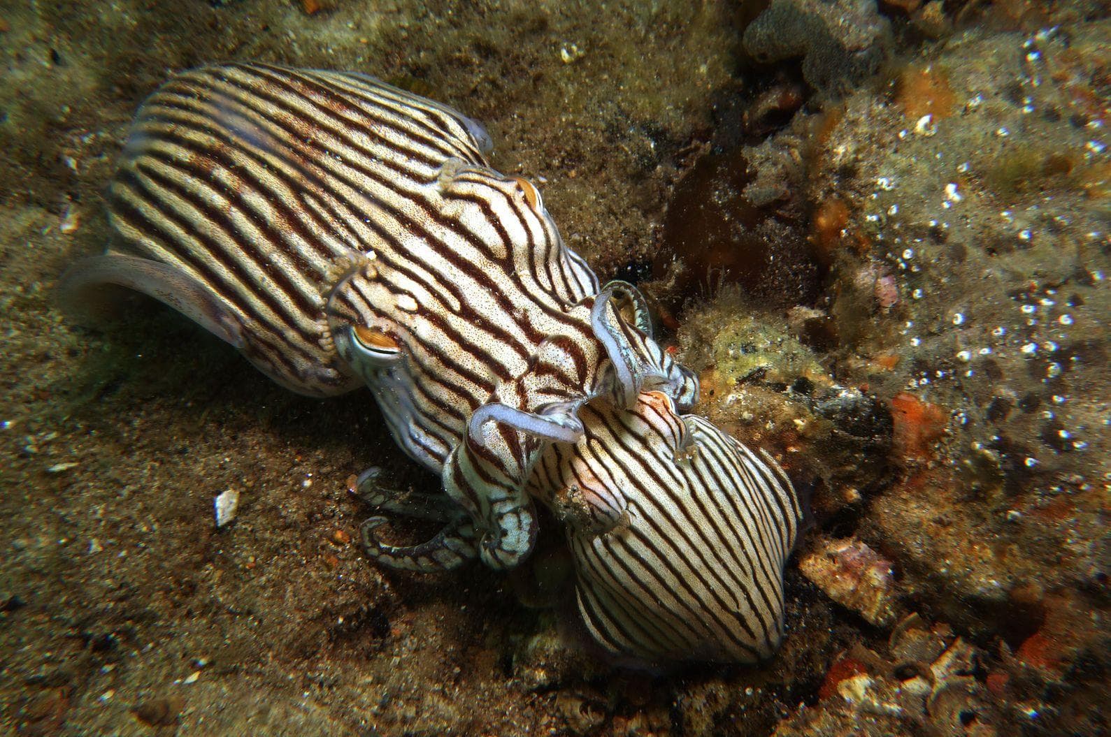 21 Of The Most Poisonous Sea Creatures and Deadly Ocean Animals