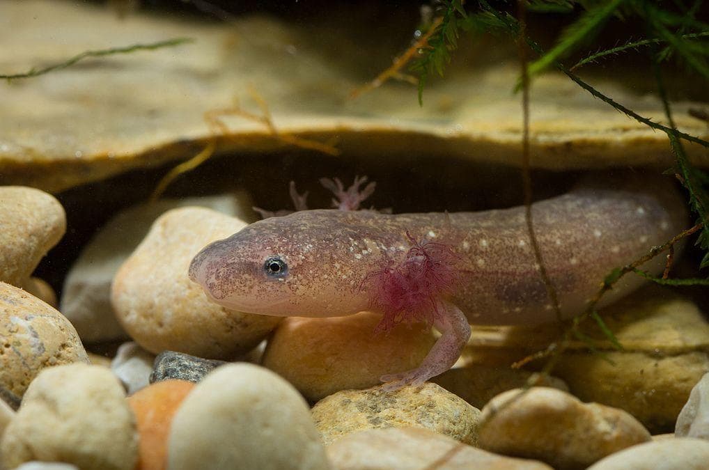 10 Real Transparent Animals You Can Literally See Inside