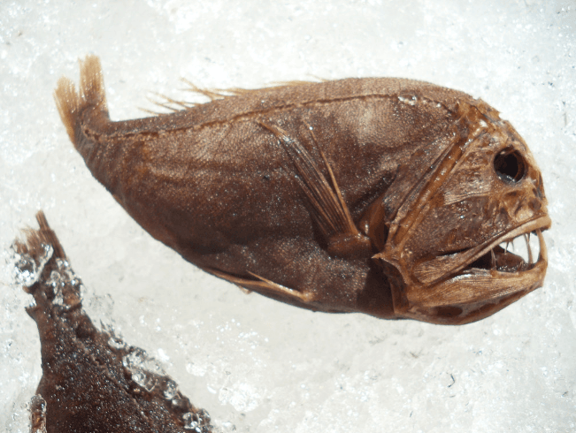 The 17 Creepiest Creatures Who Live In The Mariana Trench