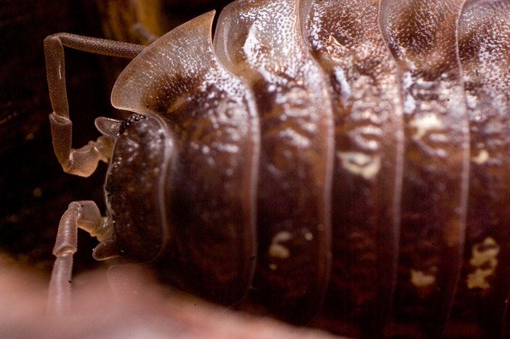 All Of The Flesh Eating Insects That Make Our Skin Crawl