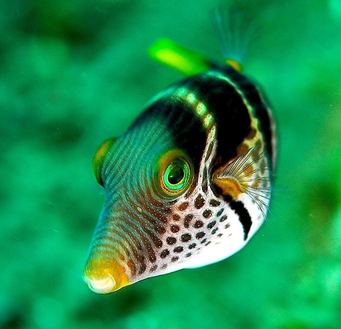 21 Of The Most Poisonous Sea Creatures and Deadly Ocean Animals