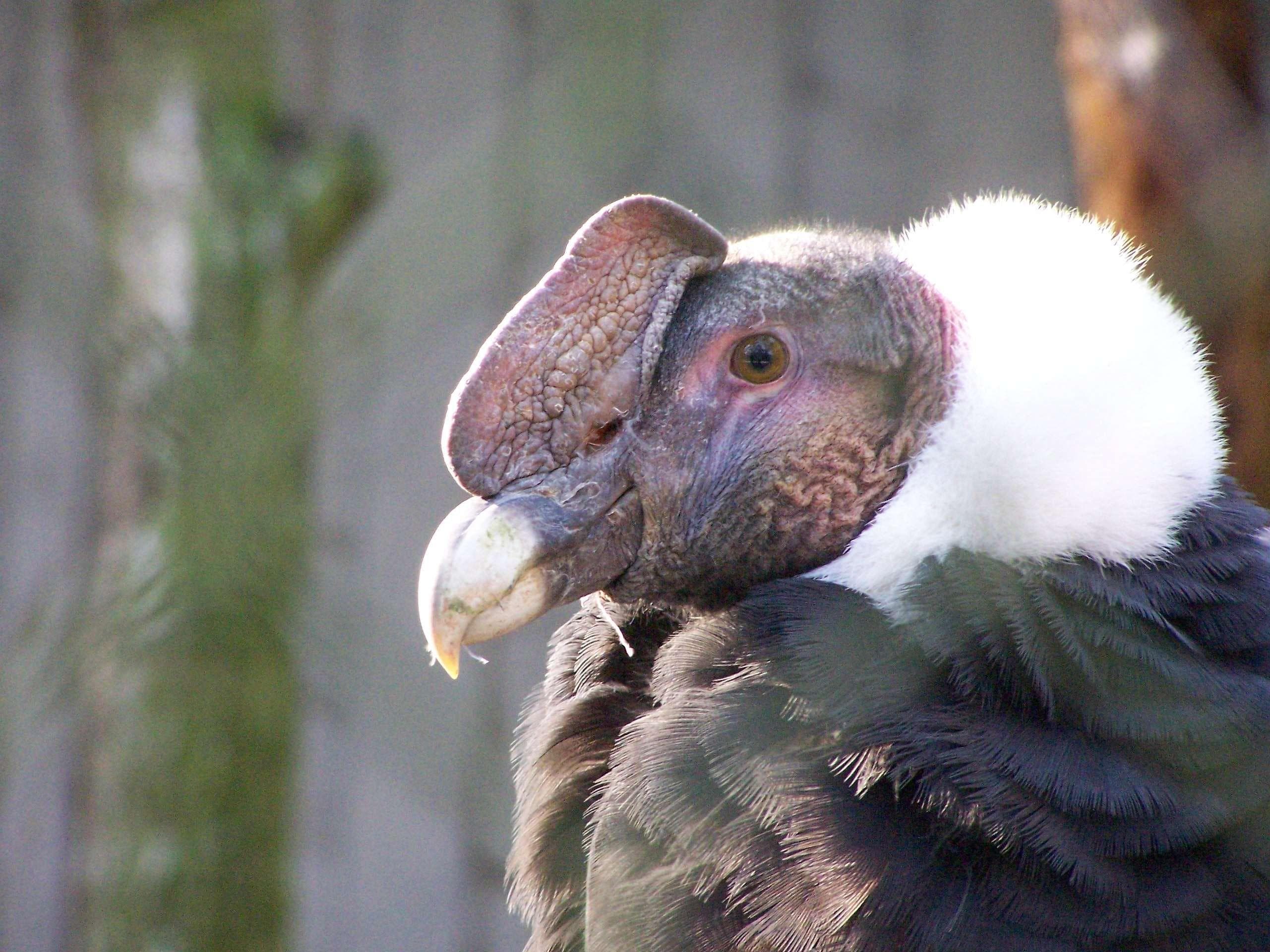 The 17 Weirdest And Scariest Bird Beaks