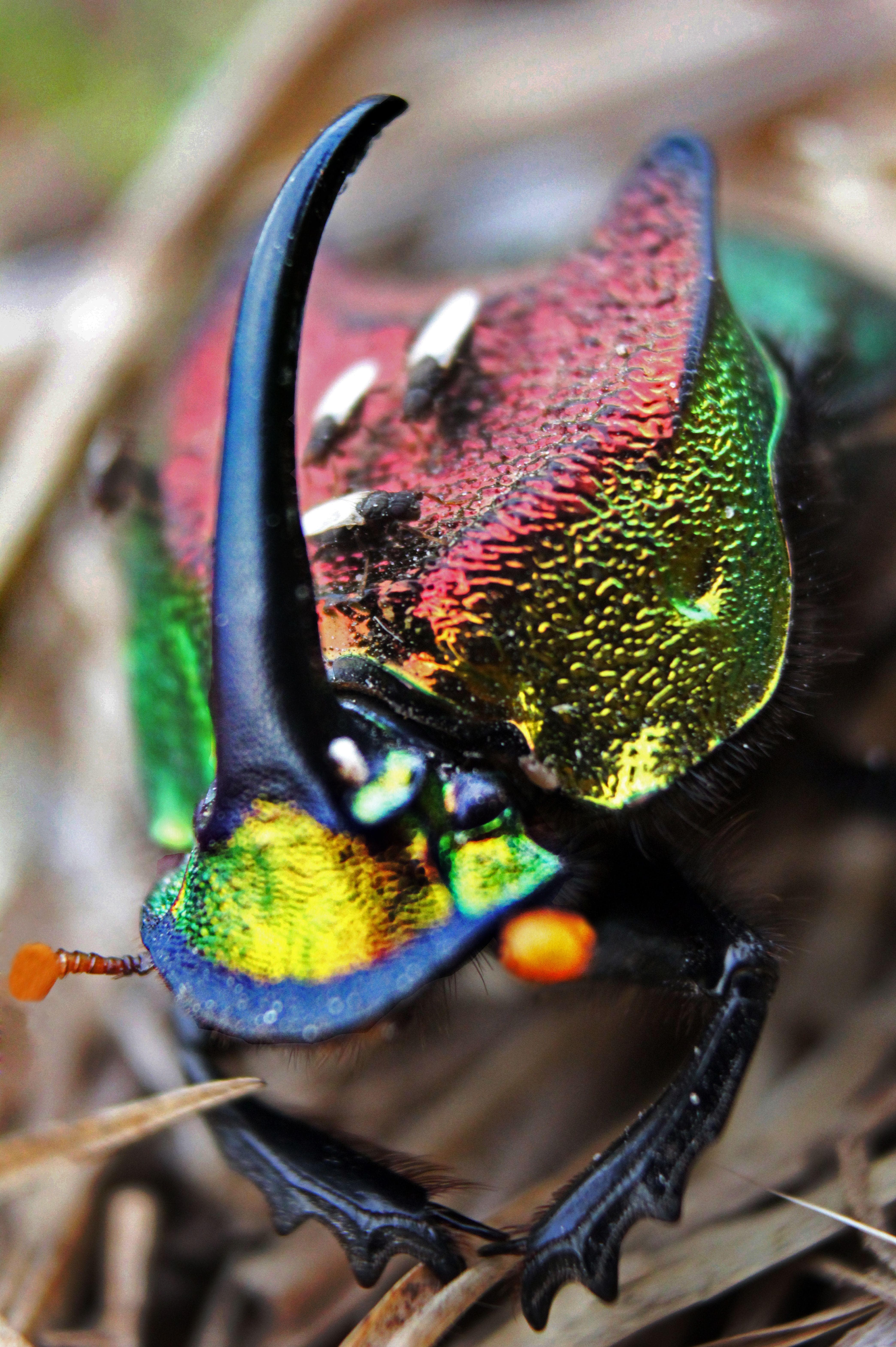 15 Stunning Photos Of Rainbow Animals Who Represent Every Color