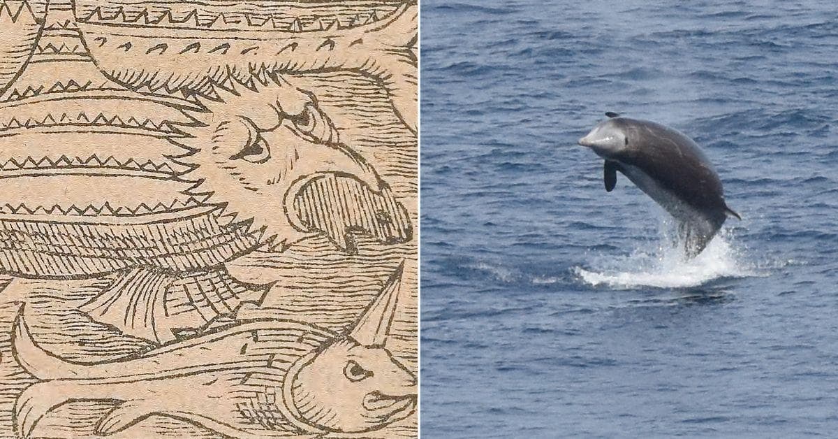 Animals Mistaken For Mythical Creatures