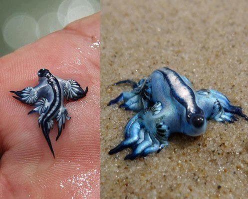 22 Rare Animals So Unique They Almost Look Fake