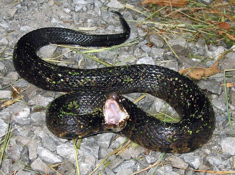 13 Deadly Animals in Texas That Can Easily Kill You