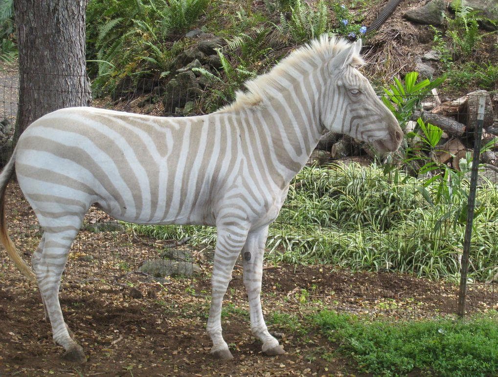 Photos Of Half Albino Animals