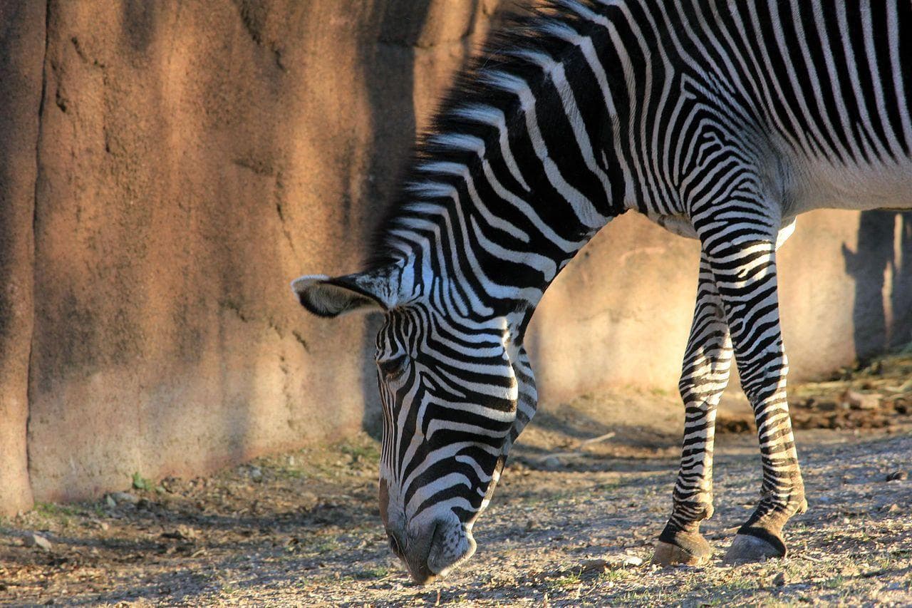 These Animals Will Be Poached Into Extinction Within Your Lifetime