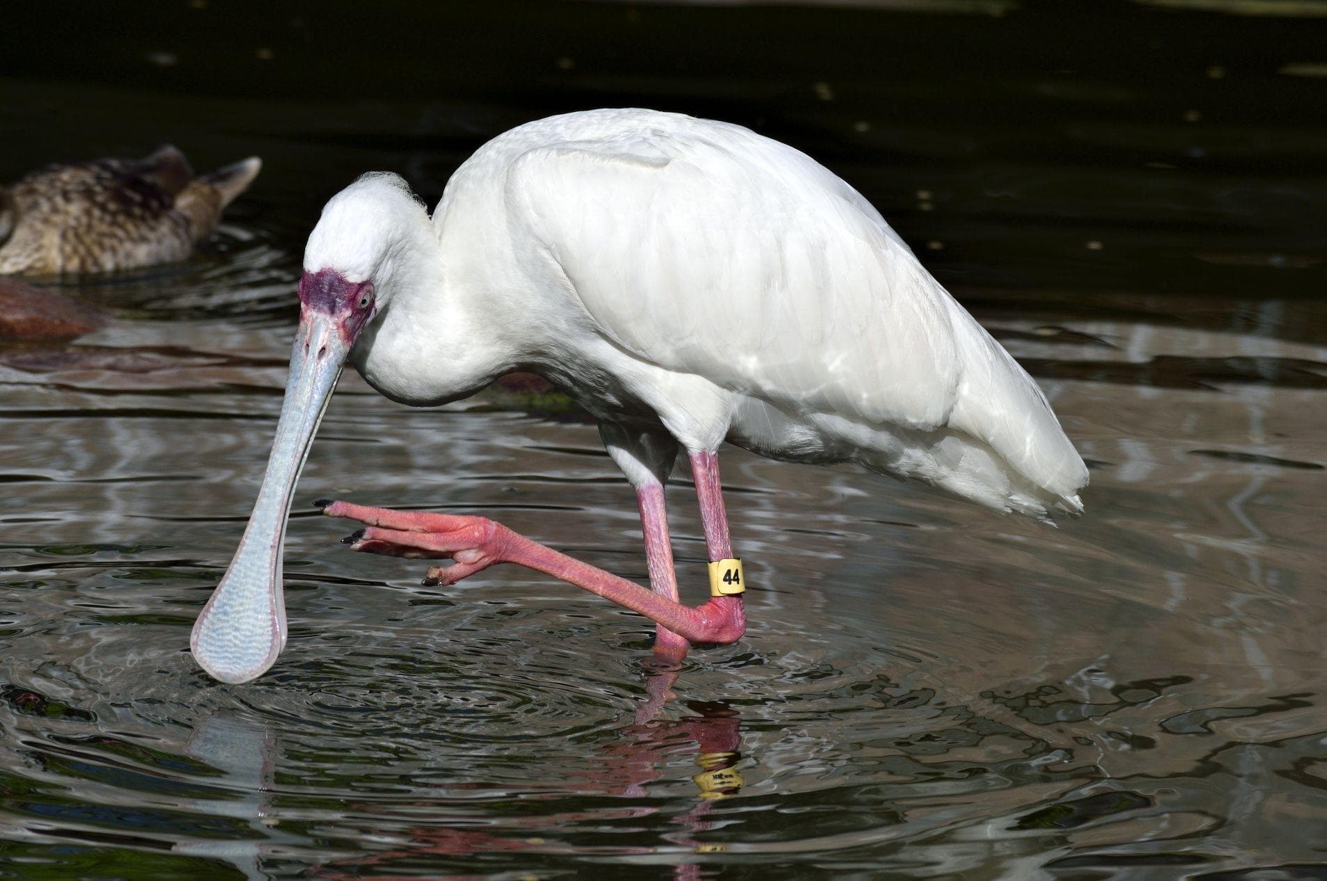 The 17 Weirdest And Scariest Bird Beaks