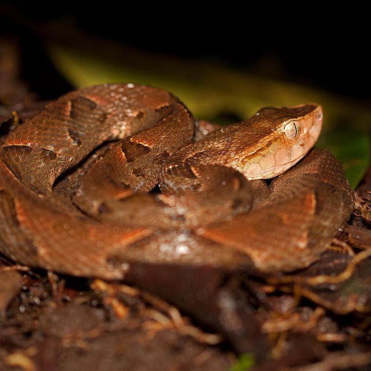21 Of The Most Venomous & Poisonous Snakes In The World