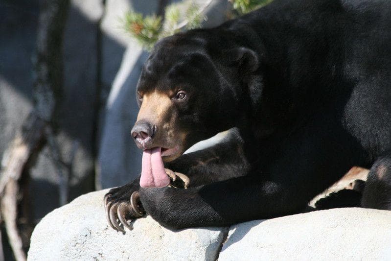 15 Crazy Animal Tongues You Have to See to Believe