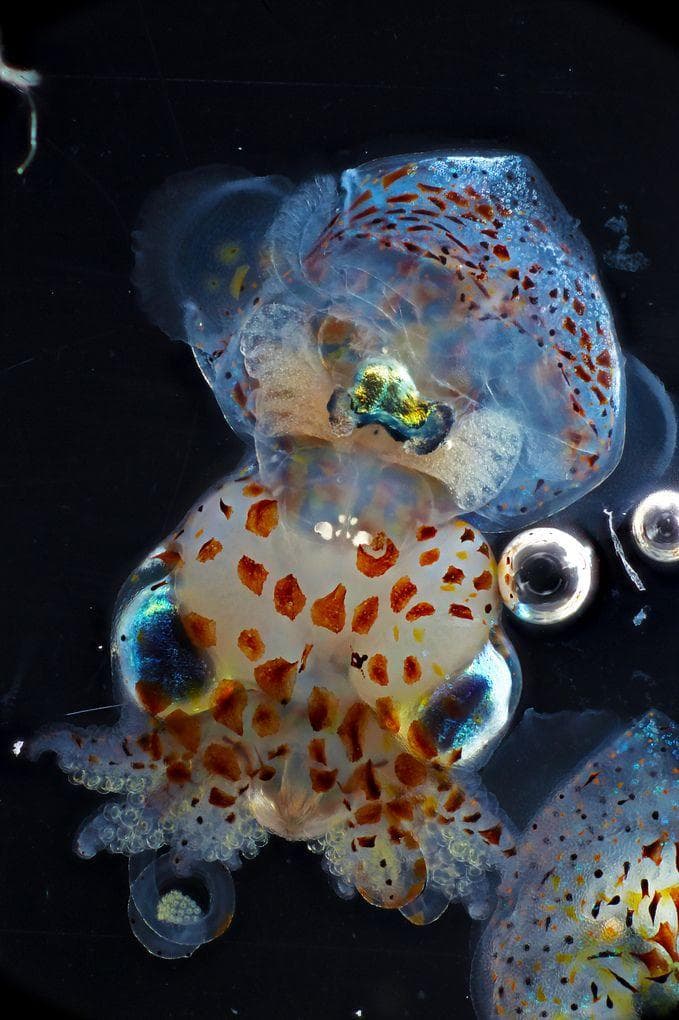 75 Stunning Oceanic Invertebrates That Deserve A Closer Look