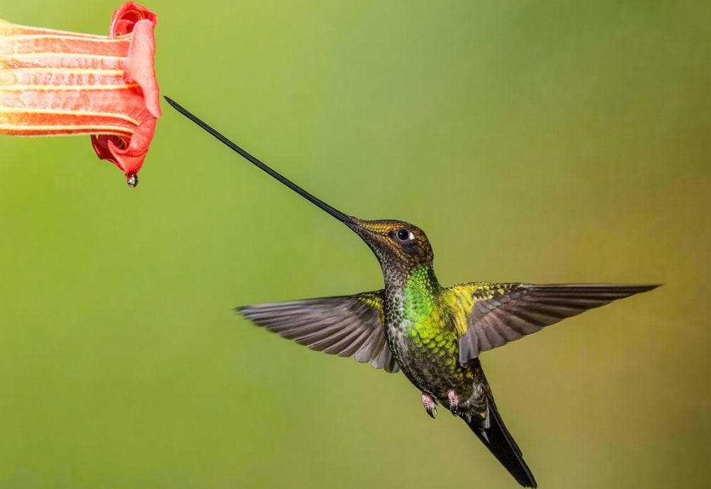 The 17 Weirdest And Scariest Bird Beaks